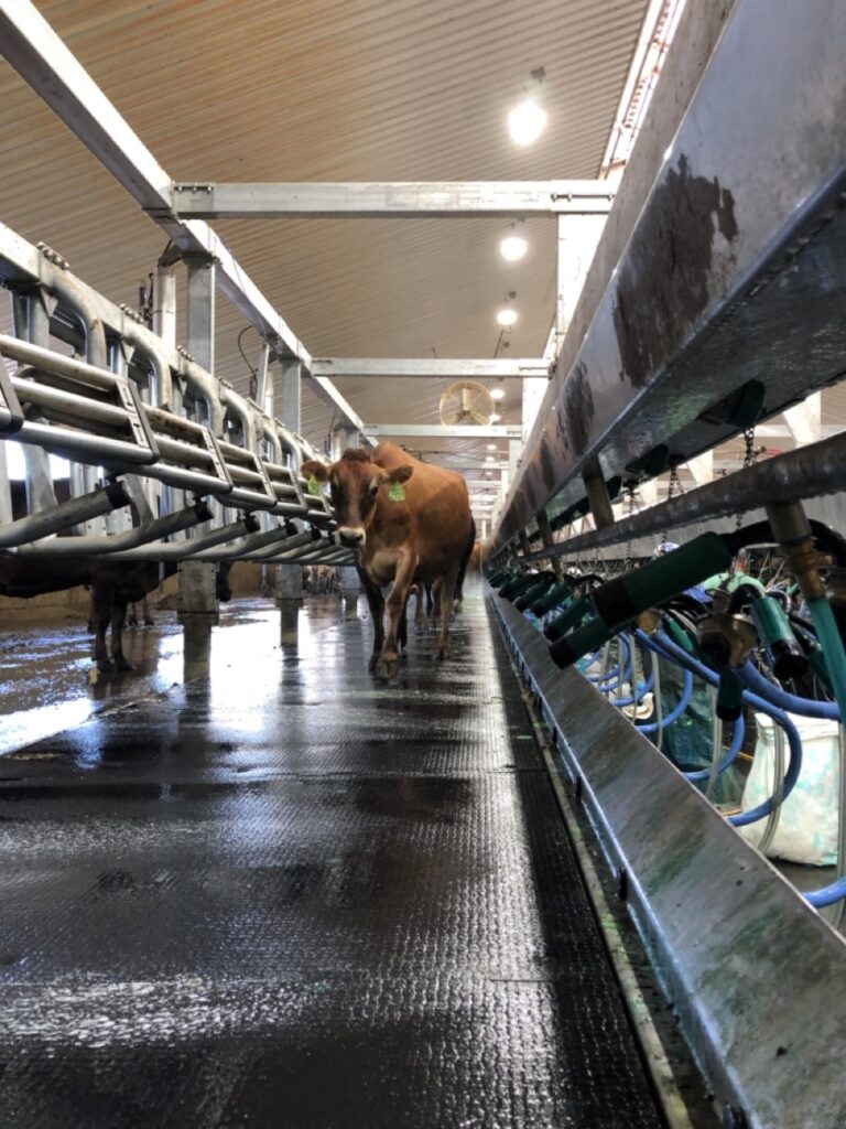 Services - DairyWorks